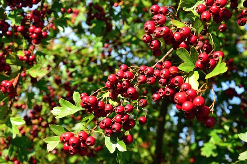 Hloh obecný | Pharmapoint